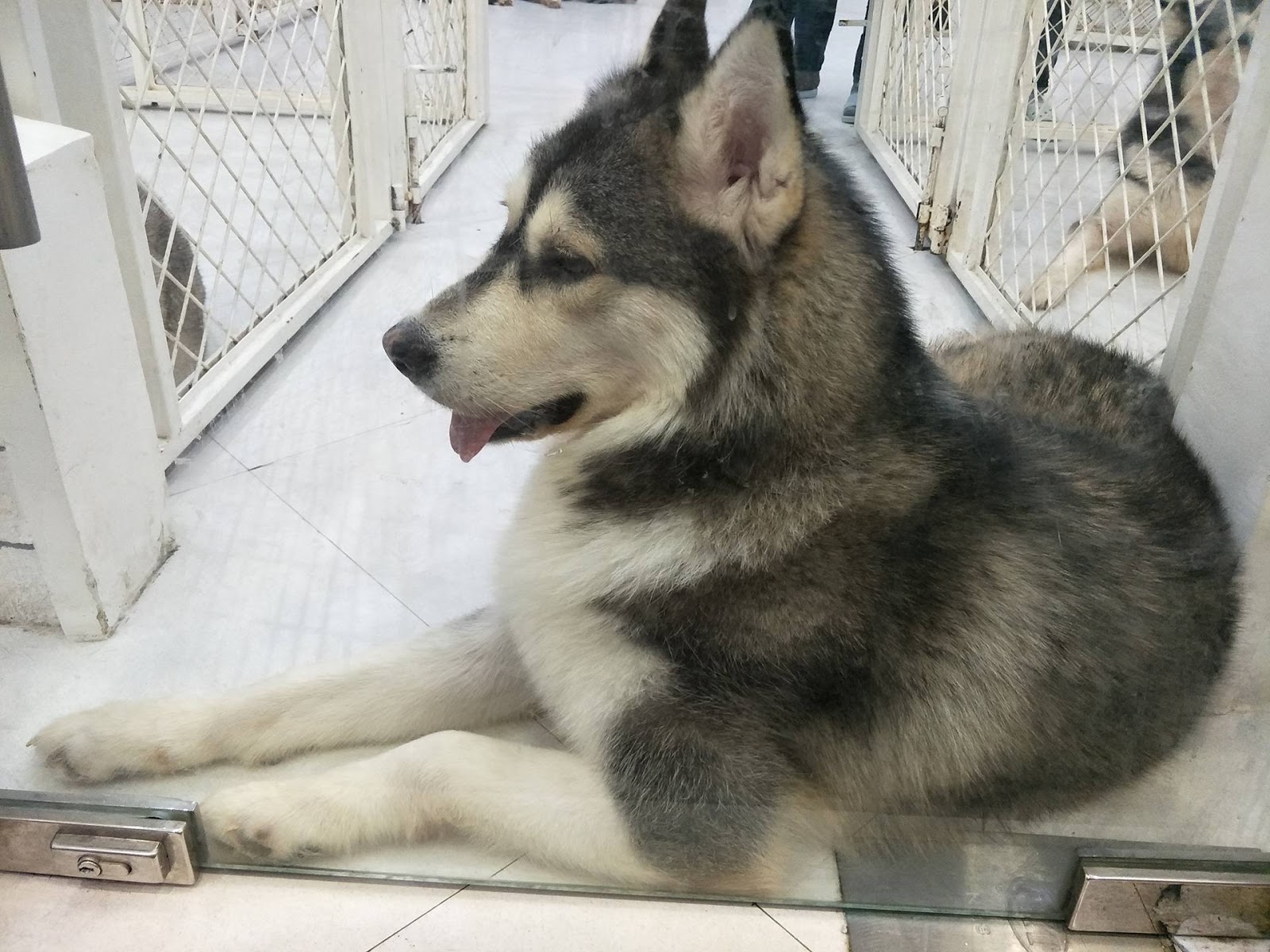 Bengal Brew: A Cat Cafe in The Metro ~ Viva Manilena