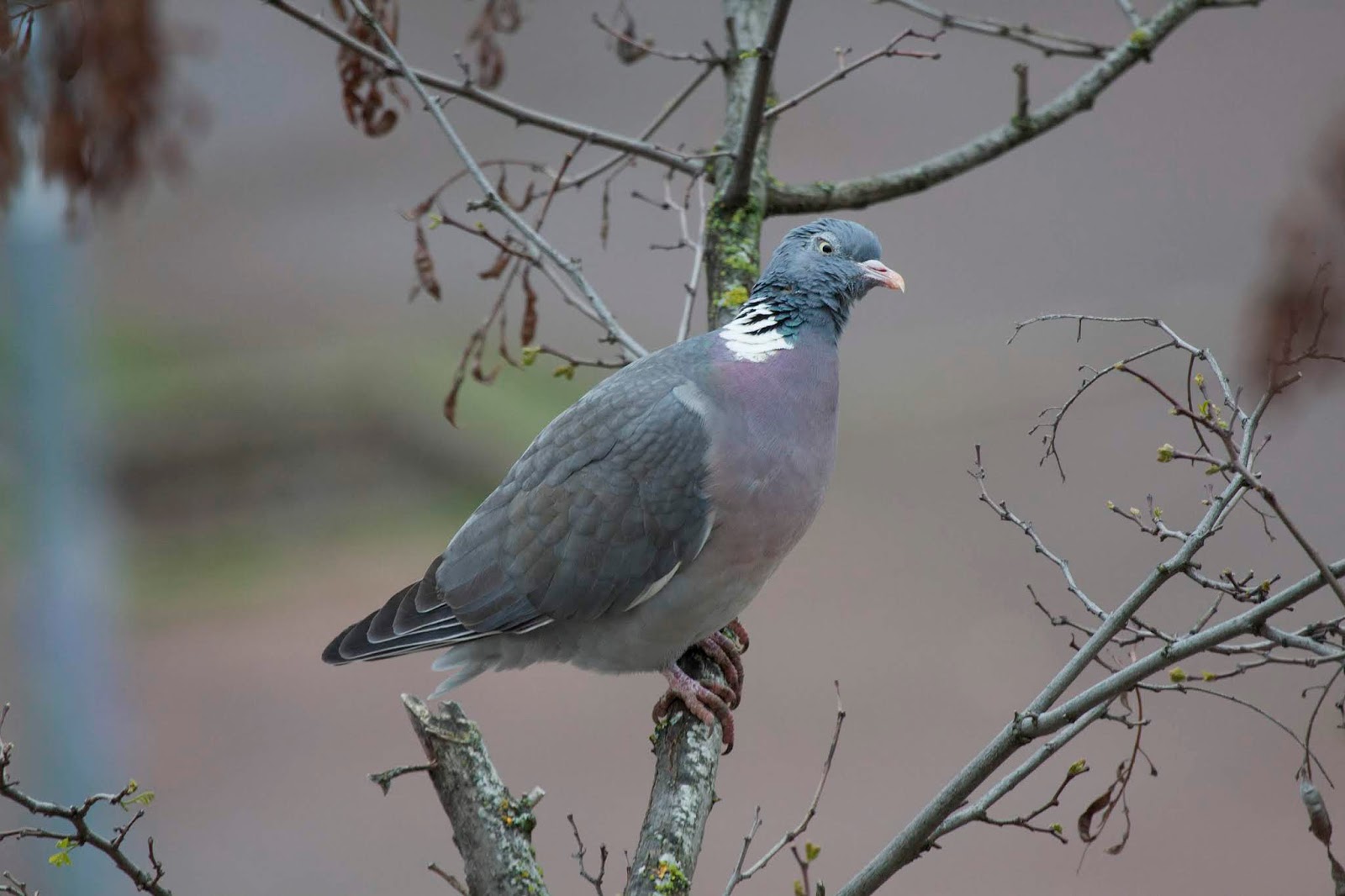 VISION NATURAL: Palomas, Palomas.......