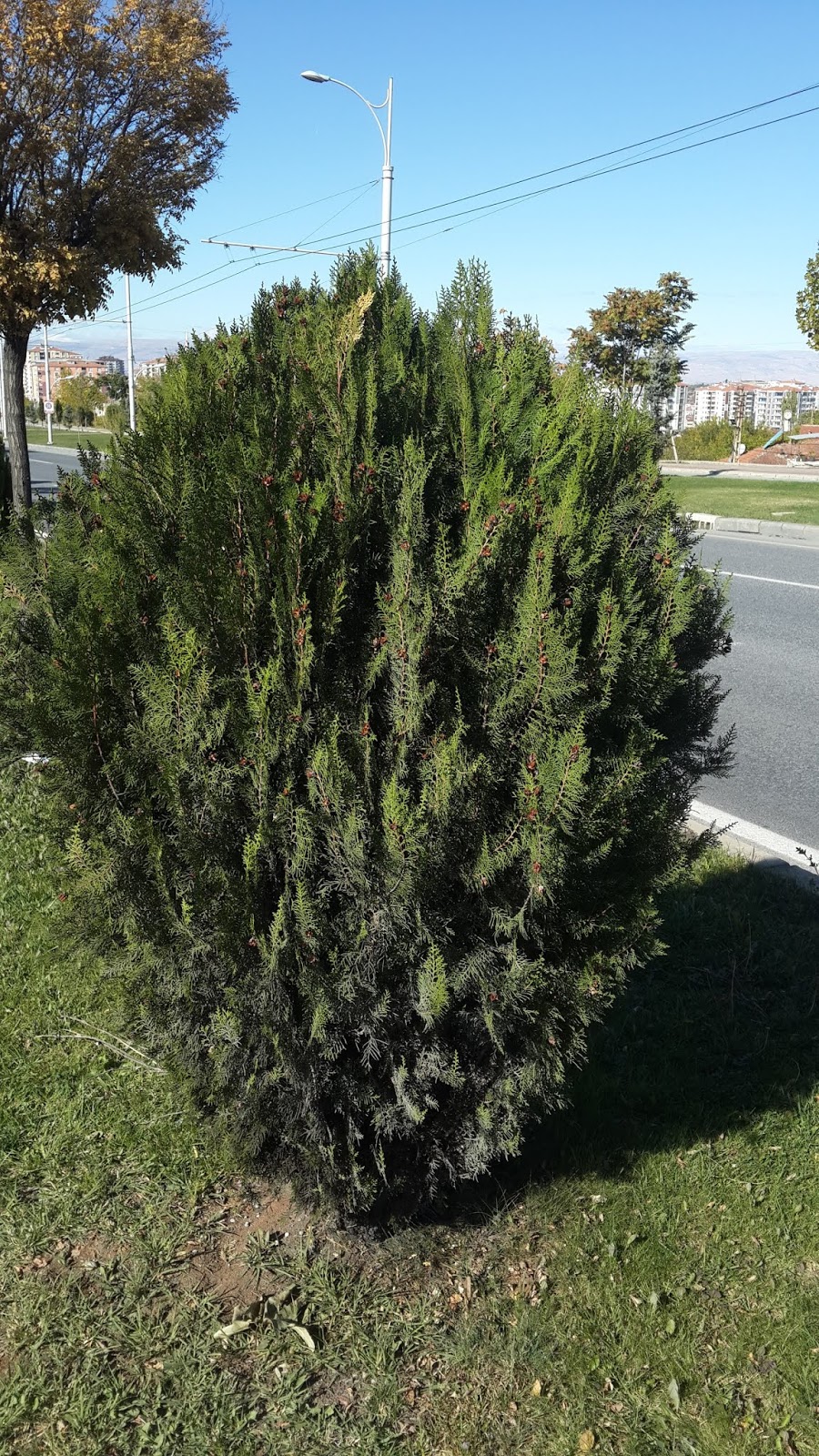 Mazı ağacı (Thuja tree) - Haci Kilic