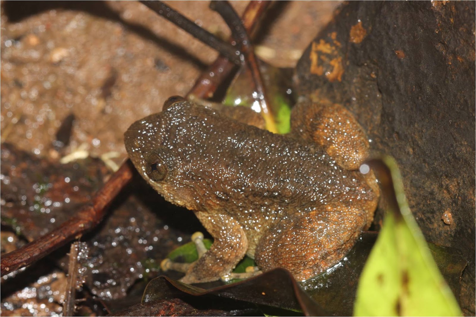 Dr. Akash Akinwar: Amboli Ghat, Biodiversity Hotspot! Amboli - Paradise ...
