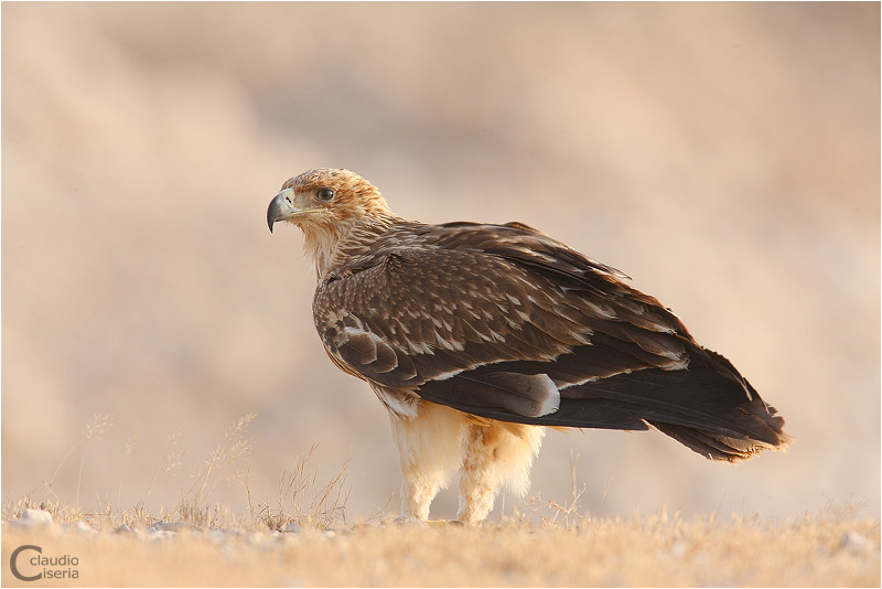Spreebird wildlife: EAGLES OF PAKISTAN