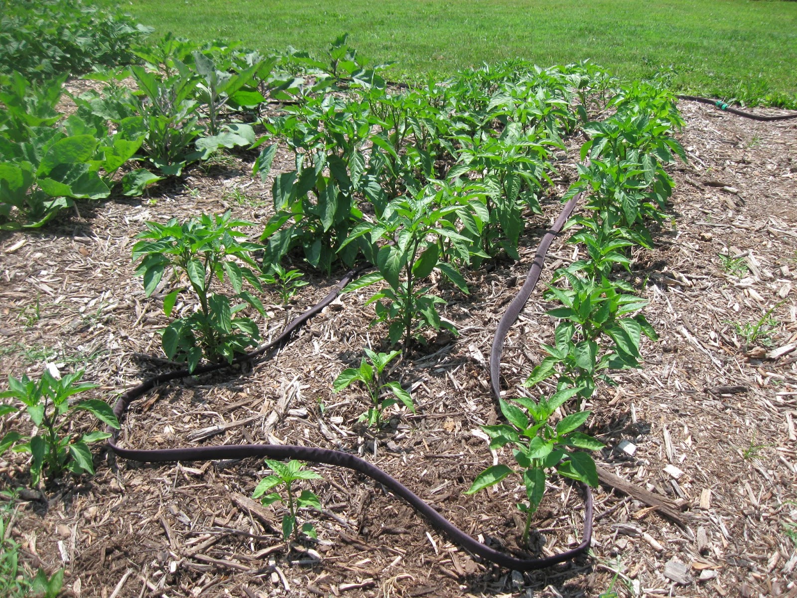 Kentucky Fried Garden: A Vegetable Garden in June Overview