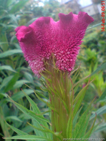 tanaman jengger ayam bisa di jadikan obat - Infosais