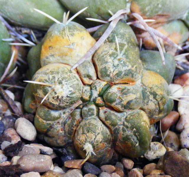 Ahi os dejo para pensar