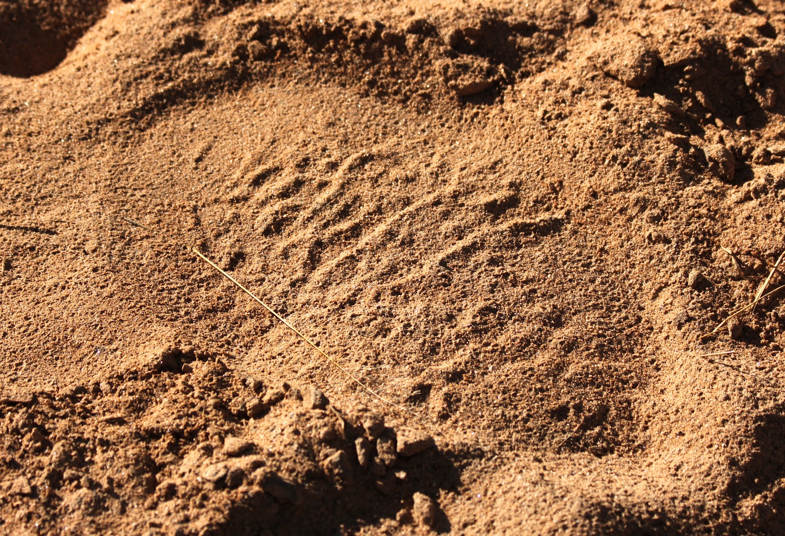 travelswithkathleen: Tracking