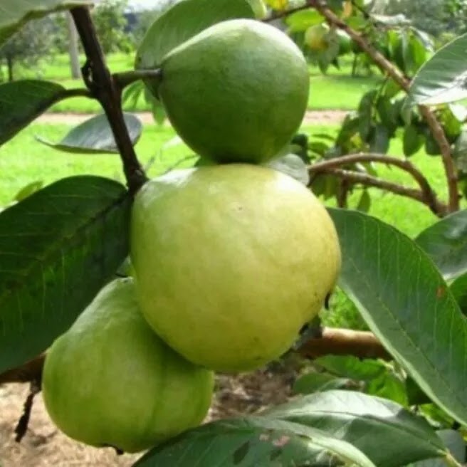 Koleksi Bibit Tanaman Jambu Biji