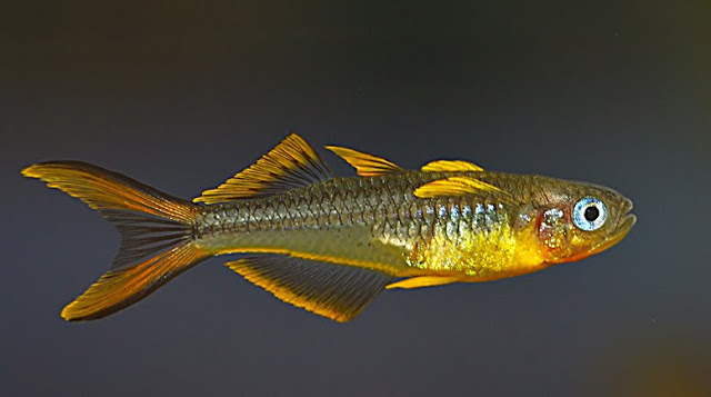 Forktail Rainbowfish (Pseudomugil furcatus) | FISH WORLDs.com