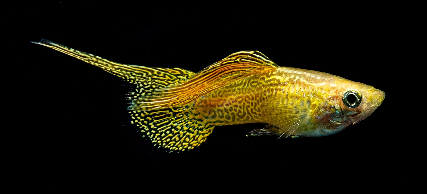 Guppy Show in Vienna Trios and Pairs 2019 - Ralfs-Guppy-Blog