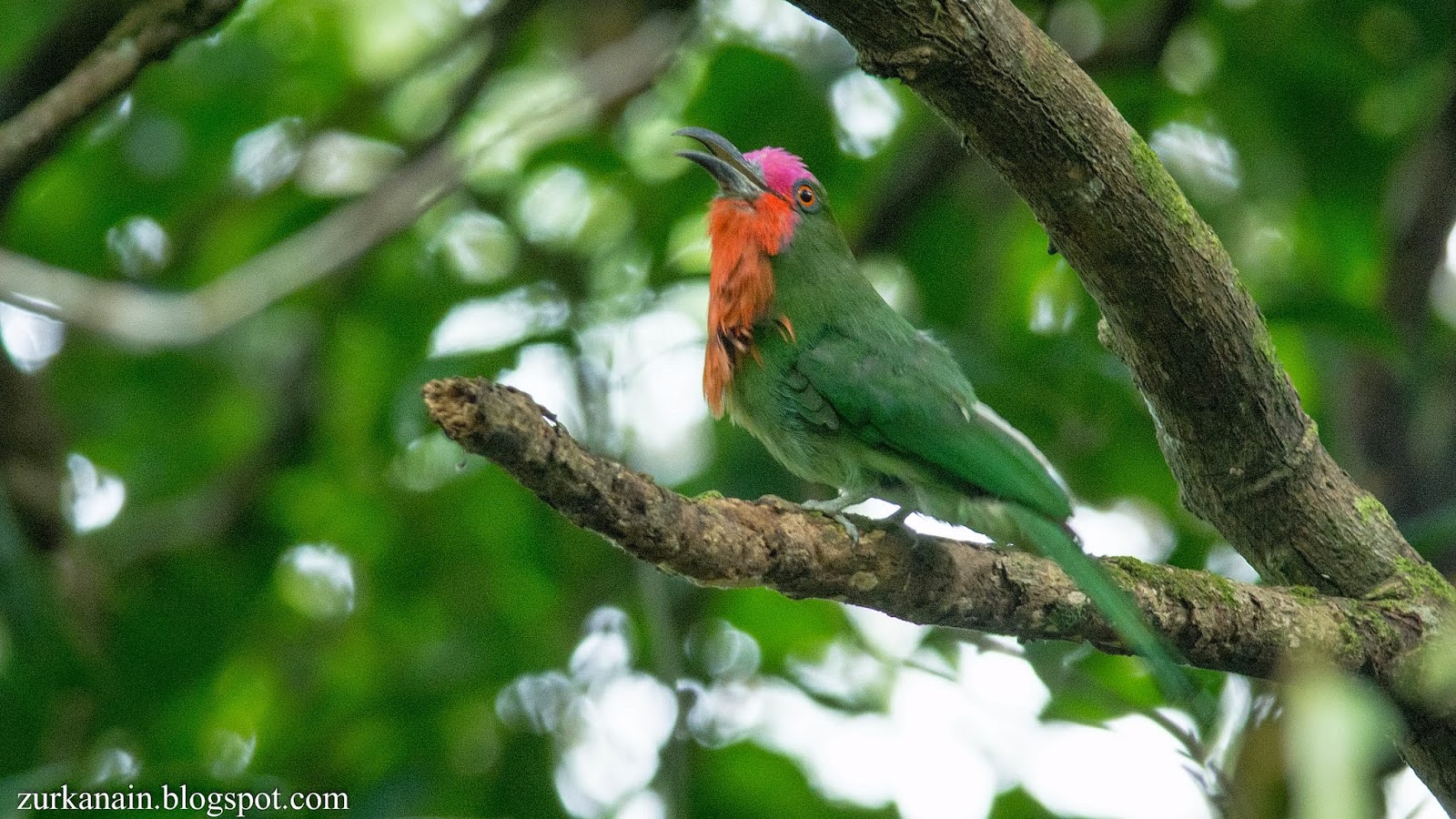 Zul Ya - Birds of Peninsular Malaysia: Red Bearded Bee Eater - V14