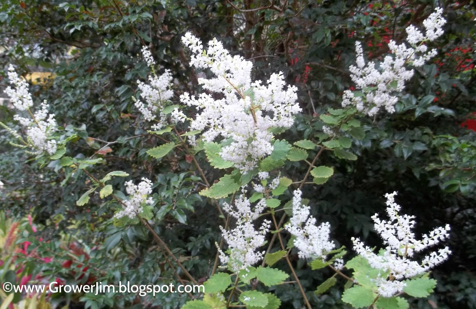 Garden Adventures: Tetradenia riparia (Iboza)