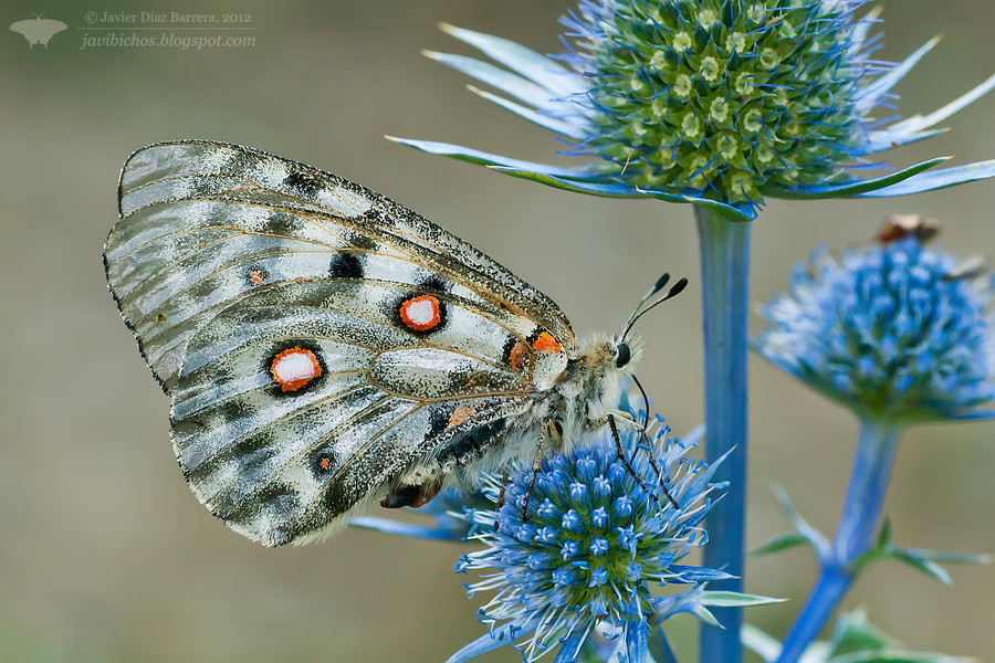 Bichos y plantas de León: Apolo