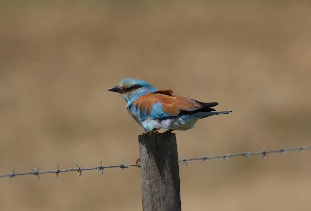Birdwatching Algarve