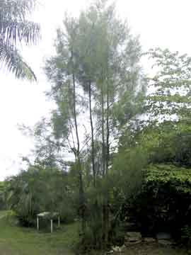 Babasiga: The nokonoko tree