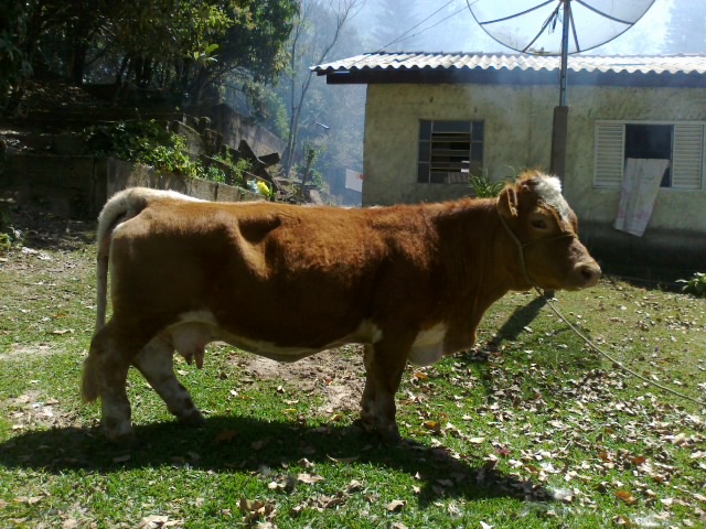 SÍTIO MORADA DAS AVES: Mini Vaca Adulta