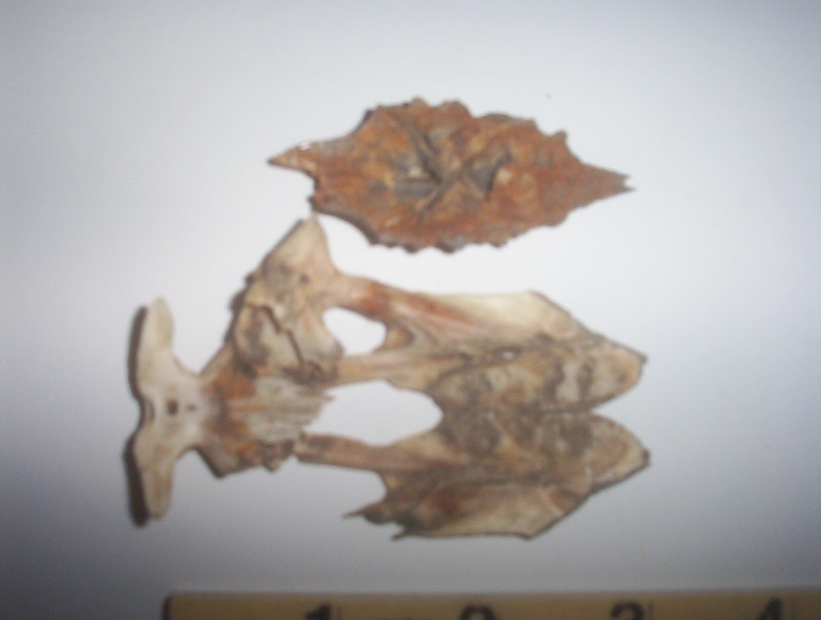 450 million years of Port Alma Fossil Heritage Central Queensland