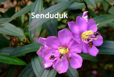 Anim Agro Technology: SENDUDUK - ANTARA FAKTA