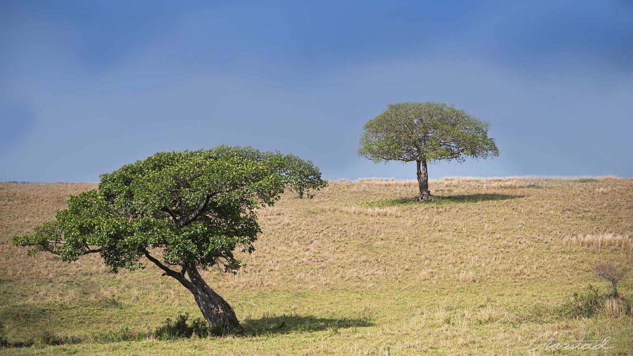 Elsen Karstad's 'Pic-A-Day Kenya': Masai Mara Fig trees
