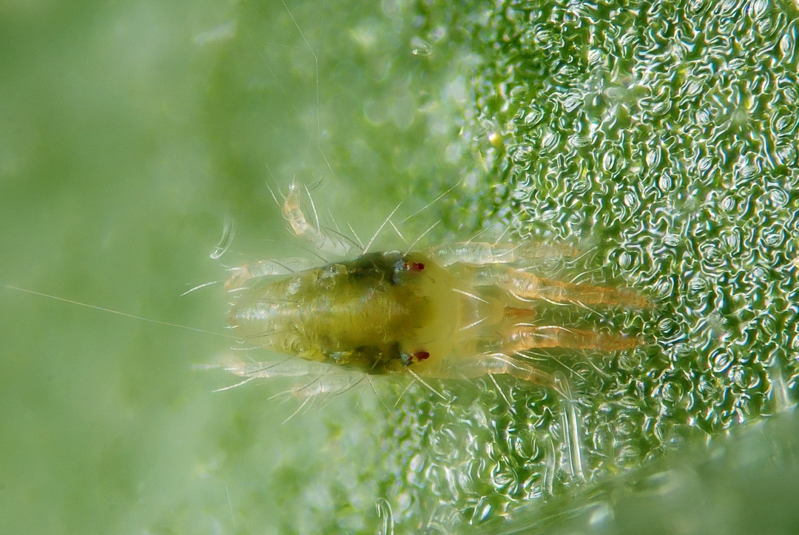 Real Monstrosities: Two-spotted Spider Mite
