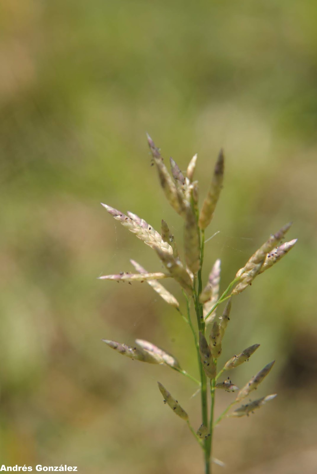 FOTOS DE FLORA NATIVA Y ADVENTICIAS DE URUGUAY : Eragrostis neesii. Poaceae