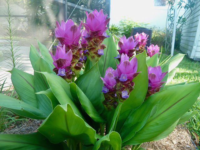 Photos Now and Then: Curcuma "Siam Shadow"