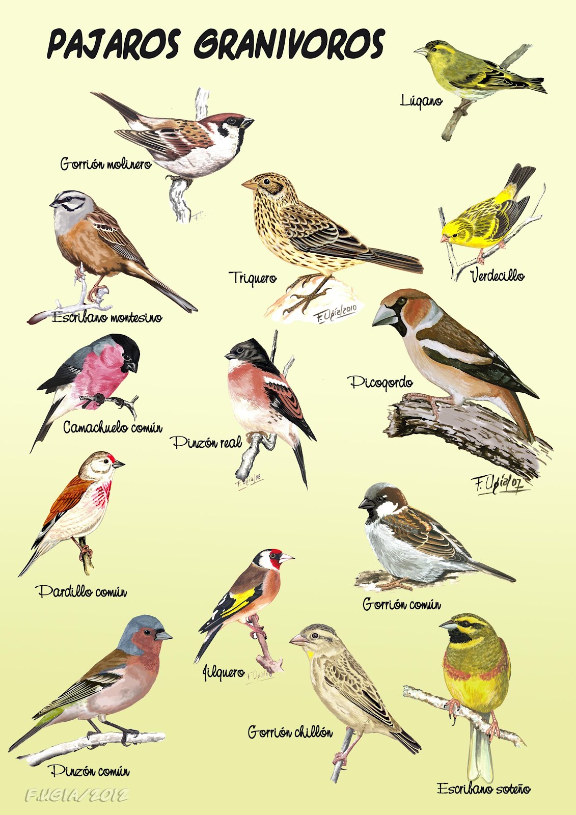 Animales granivoros imagenes - Imagui