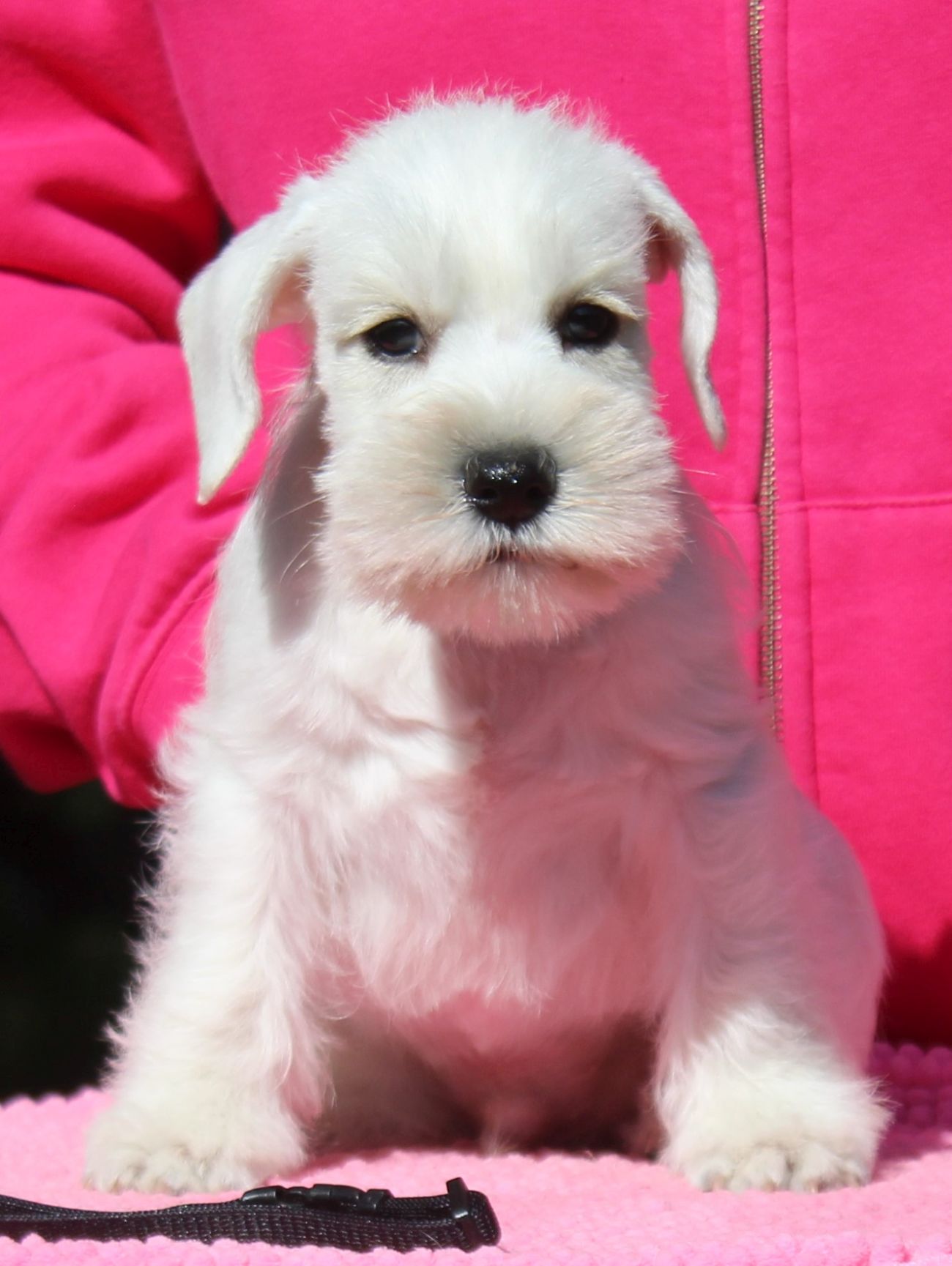 Kennel Greedy Rascal's