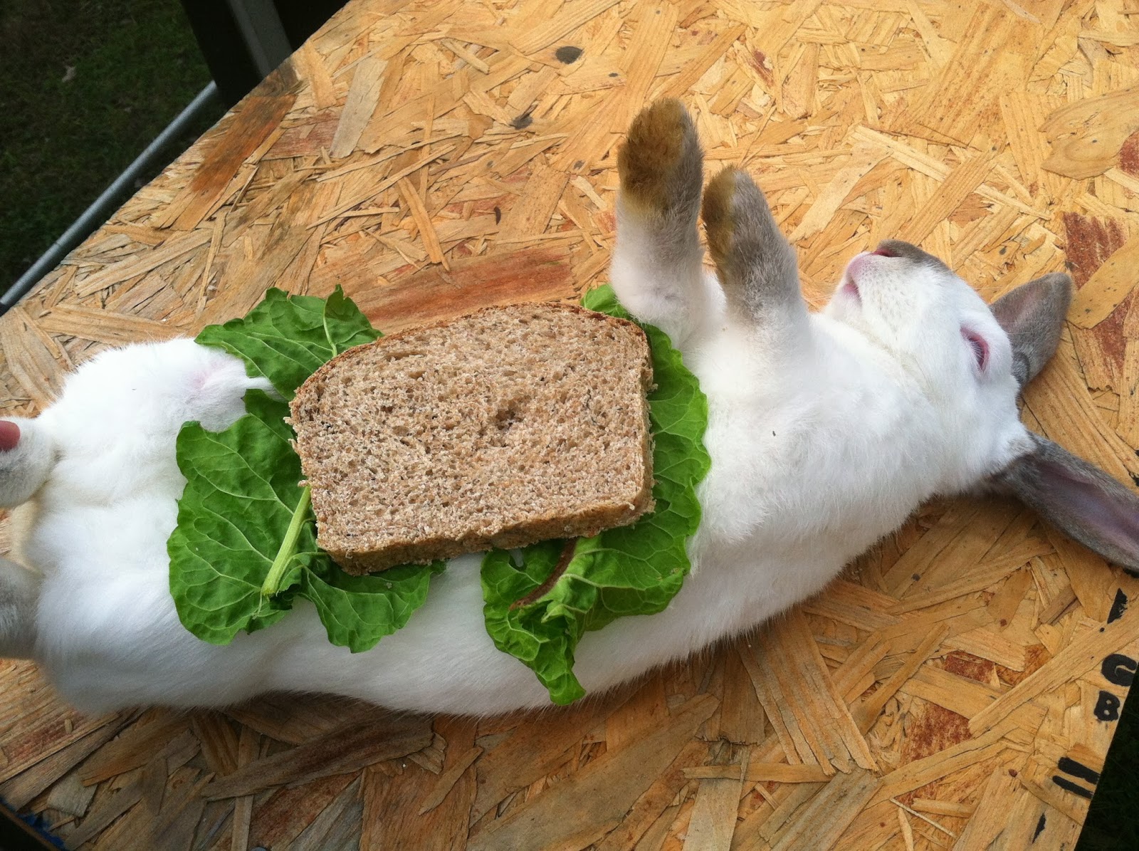 Holes In My Jeans: Halloween begger