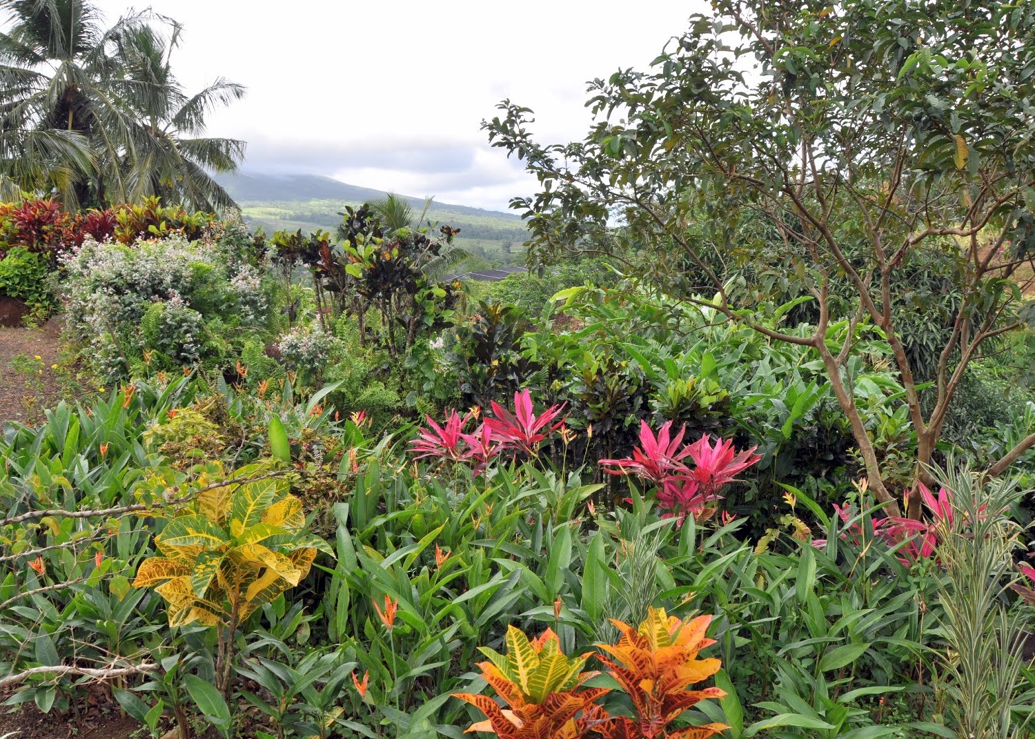 ROGER GALLY PHOTOGRAPHE EN MARTINIQUE: PHOTOS DE L'ILE AUX FLEURS