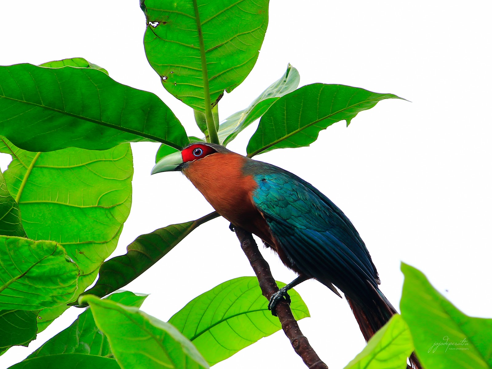 Chestnut-breasted Malkoha