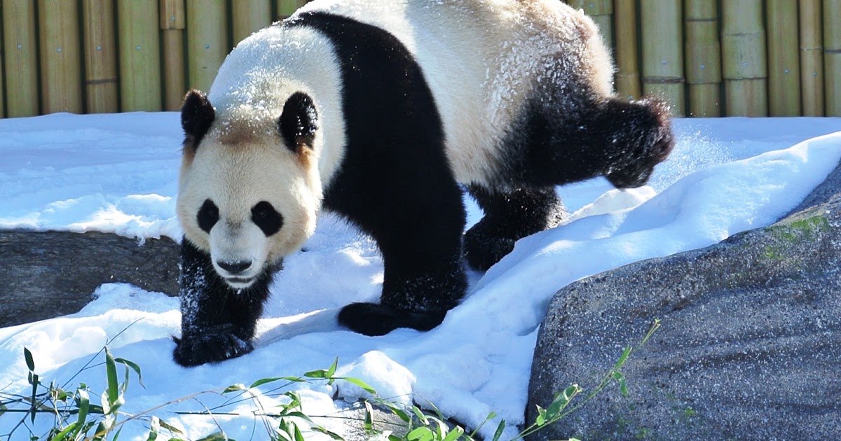 One Tank Trips: Toronto Zoo animals ready to party with all of their ...