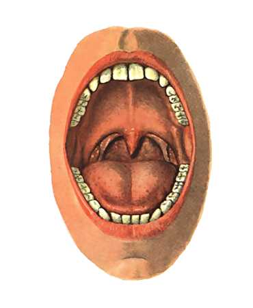 Cavum Oris (Rongga Mulut) | Meilya's Diary