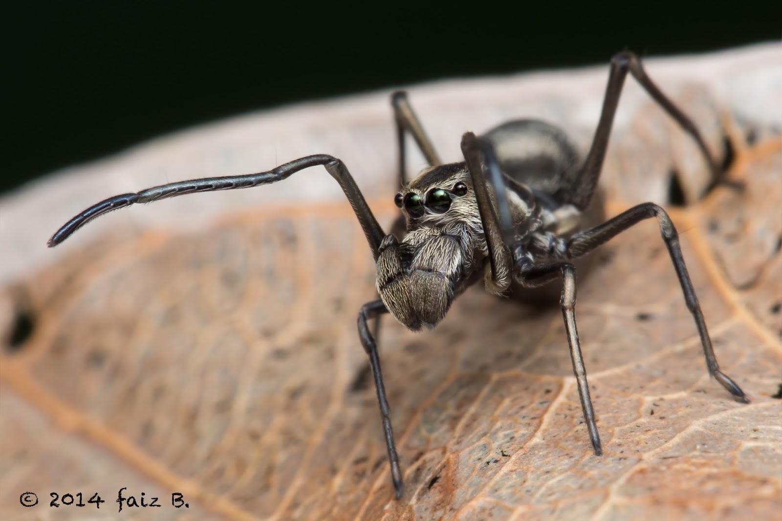 Mirrorless Macro Photography: My TOP 5 Insects and Spiders Mimic!