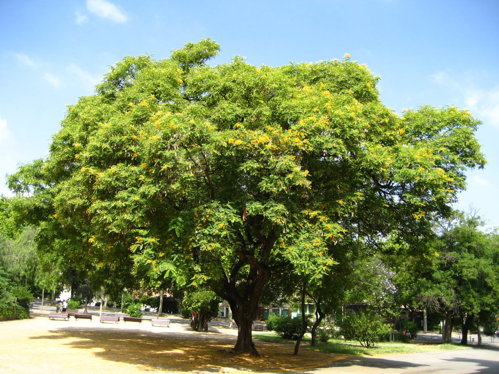 Árboles con alma: Palo Rosa. Acacia de flor amarilla. (Tipuana tipu)