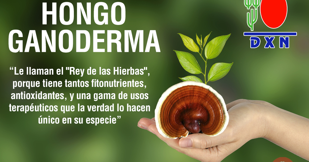 Café De Hongo Beneficios
