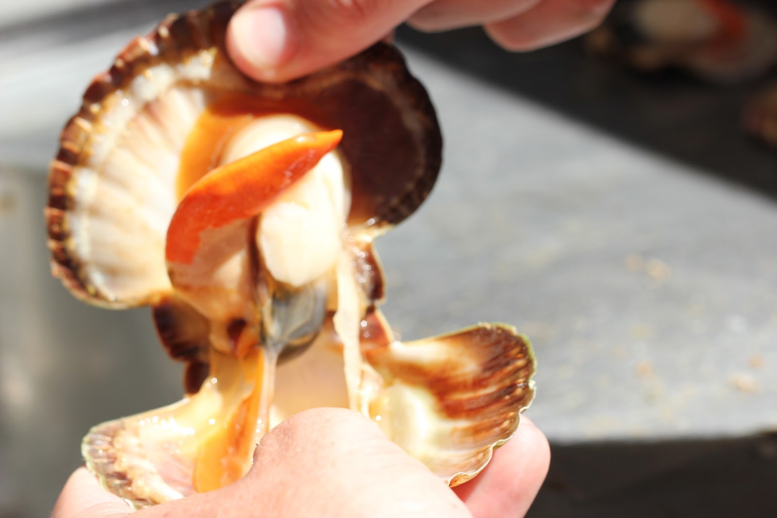 Cooking with Carina: How to shuck a scallop