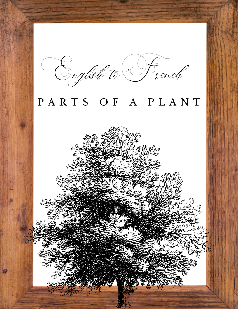 Nature Study, English to French: Parts of a Plant | Ambleside Wonderland