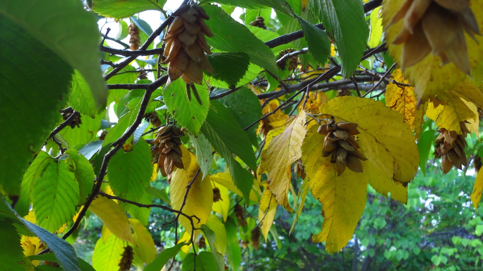 Earth Words: October 2016