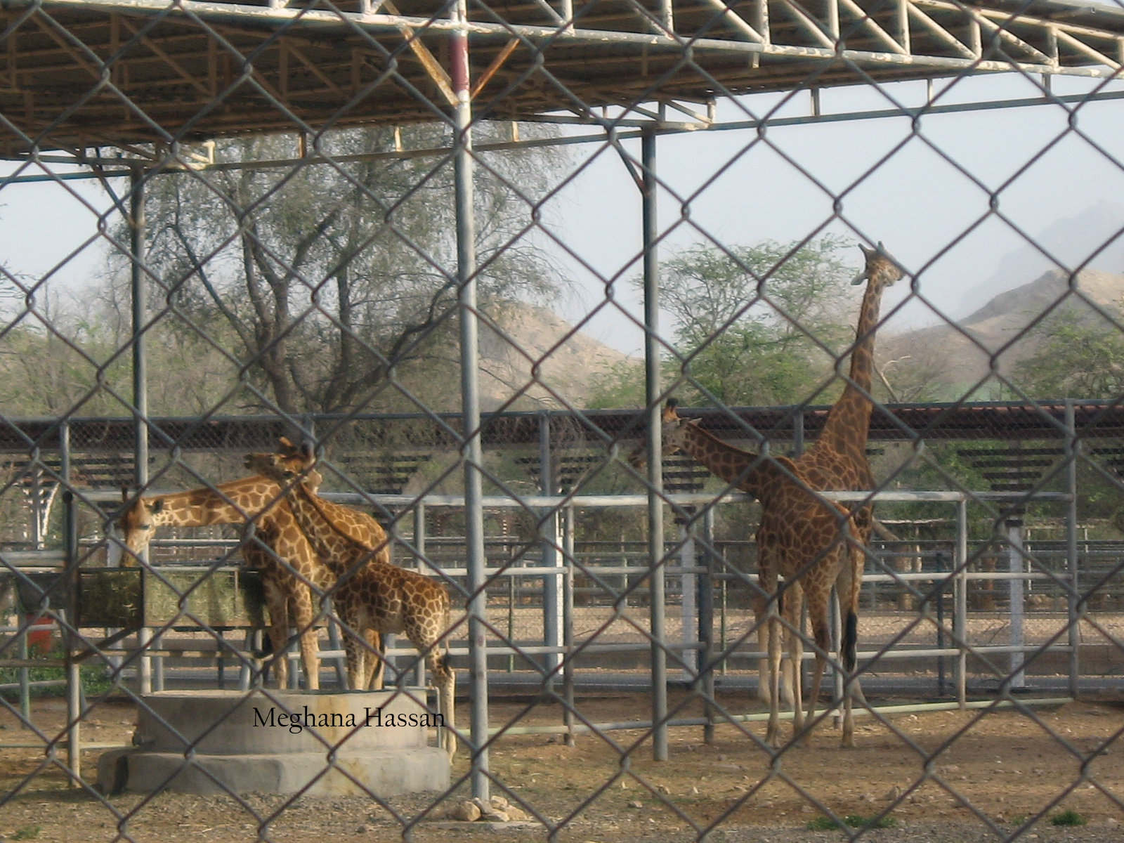 My World: Al Ain Zoo