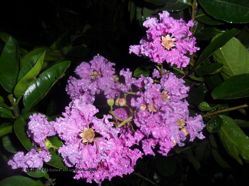 Jarul ful (জারুল ফুল) - Lagerstroemia speciosa