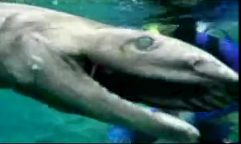 15 Modern Sea Monsters, Photos And Video | Beyond Science | Before It's ...