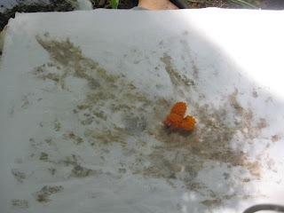 Drawing with Nature: June 2011: Ravenna Park Ravine drawings, Seattle ...