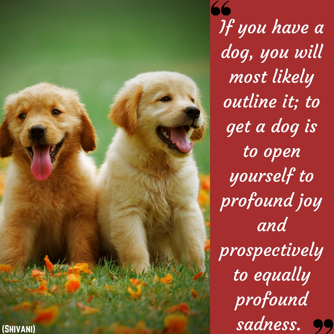 Best 100 Inspirational Dog Quotes About Love, Best Friend And Loyalty ...