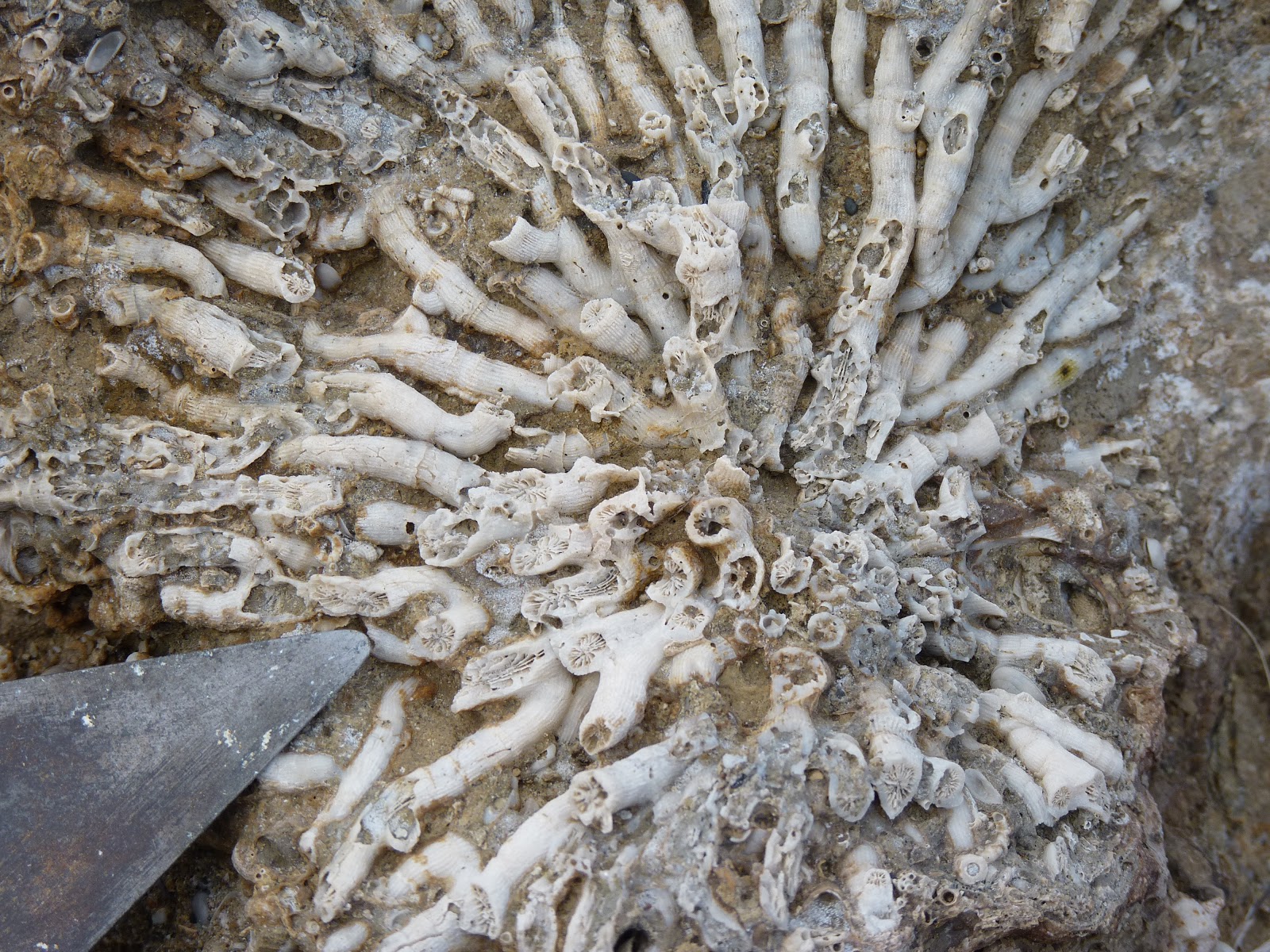 Confusedgeologist: Cladocora caespitosa; from reefs to crystals (in ...