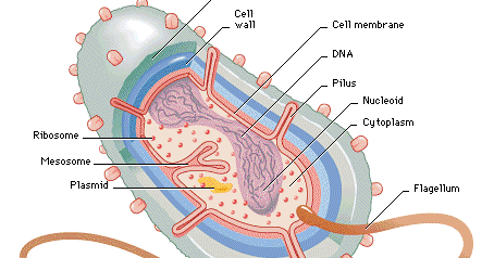 MANFAAT BAKTERI E.COLI