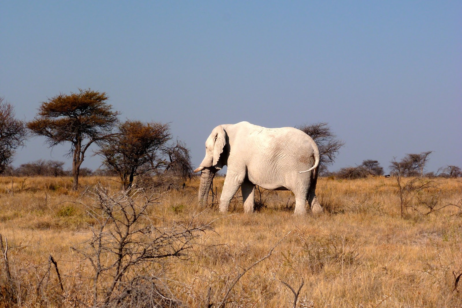 Tagebuch von Lis Hidber: Ein weisser Elefant