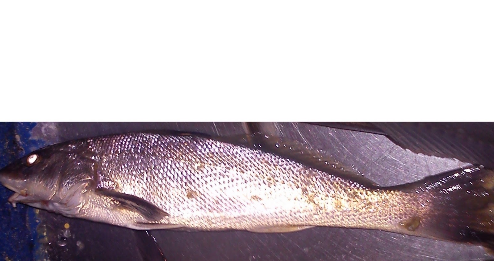 Conversa de Pesca: Iscando com Tatuíra Mole