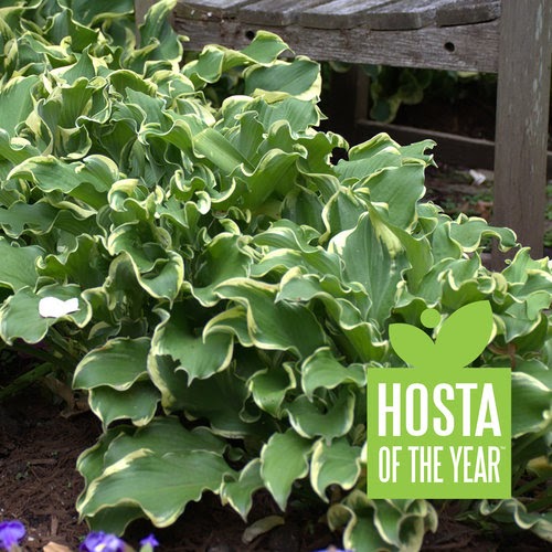 Shadowland Whee Hosta - Hosta of the Year 2021