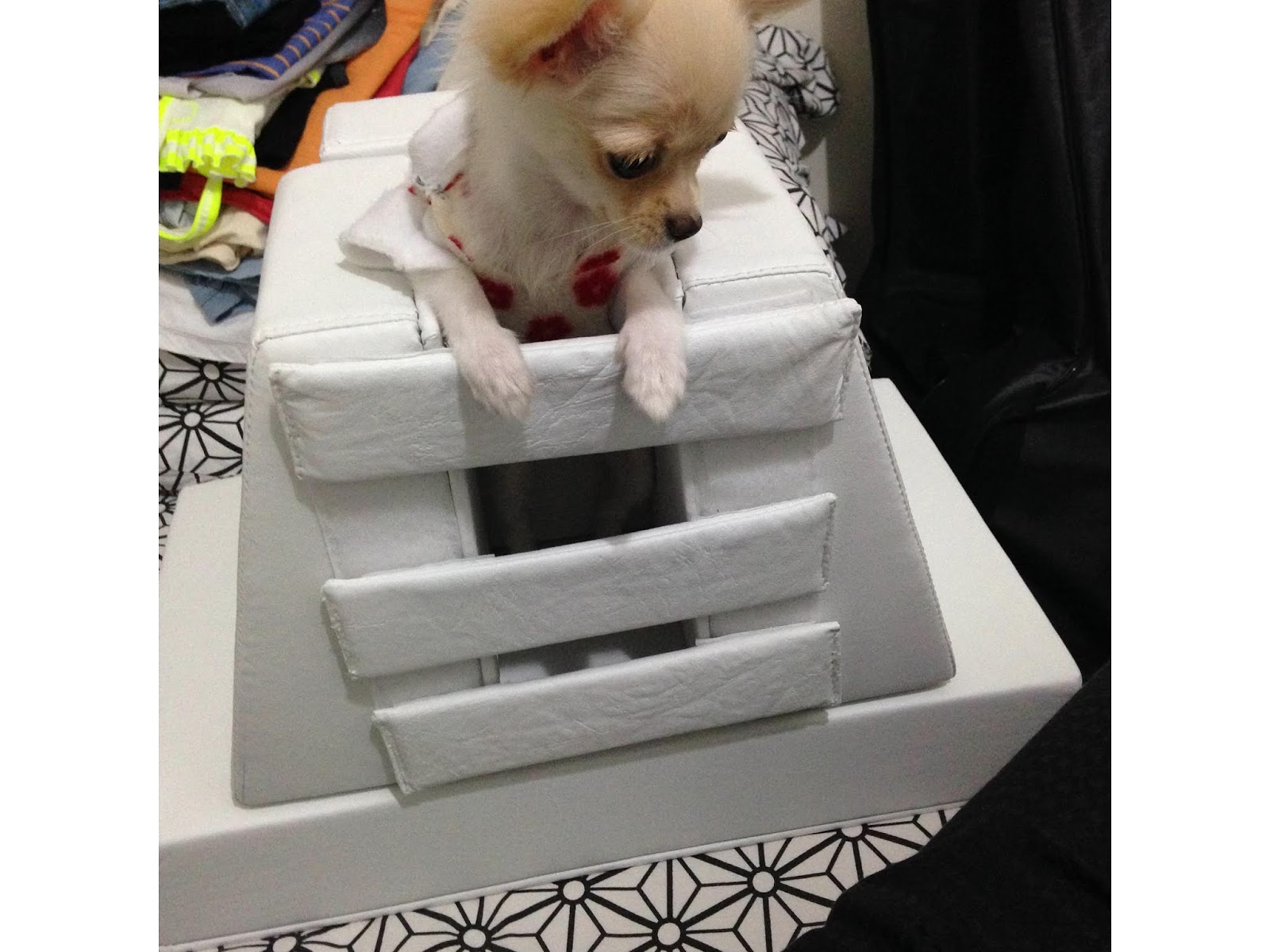 megaesôfago em cães como tratar e cuidar - PetEscadas