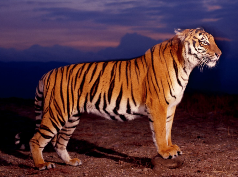 About 1/2 A Bubble Off: Tiger Spray