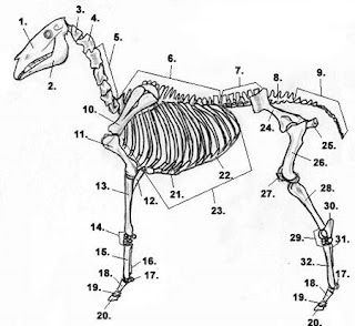 Tove Yellowforest: FAKTAA HEVOSISTA 1: Hevosen luusto